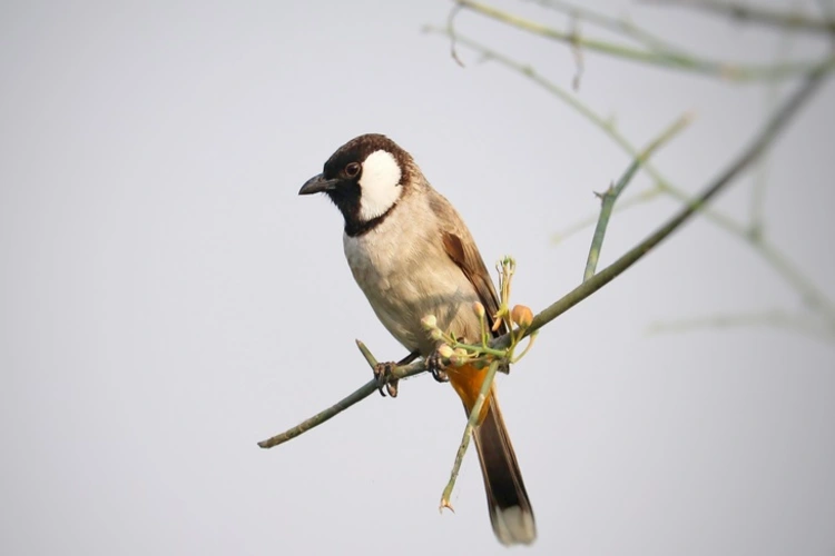 همه چیز درباره بلبل : ویژگی‌‌‌ها، نحوه نگهداری، جوجه کشی